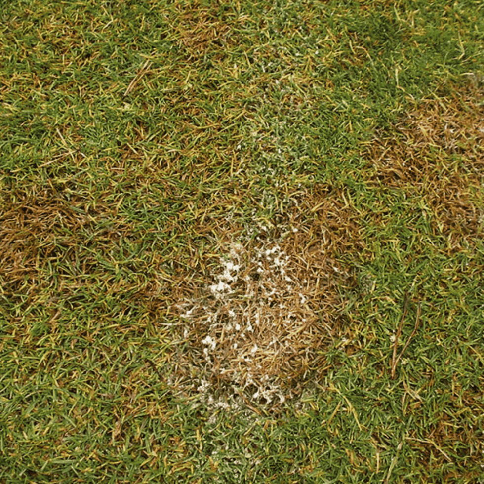 Disease Profile: Winter Fusarium - The Lawn Shed