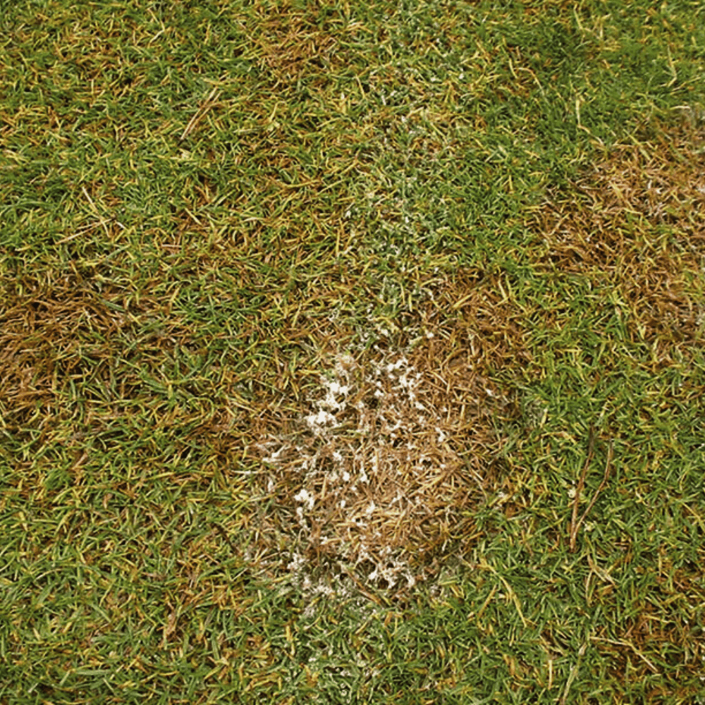 Disease Profile: Winter Fusarium - The Lawn Shed