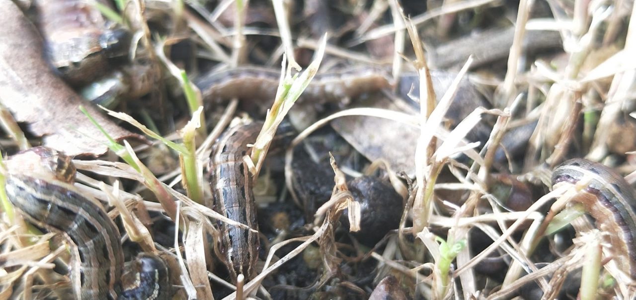 How To Get Rid Of Armyworms - The Lawn Shed