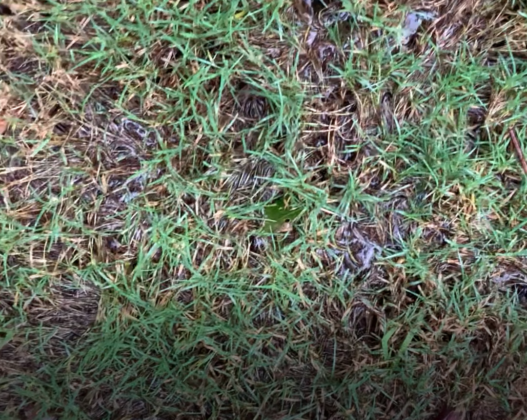 How To Deal With A Flooded Lawn - The Lawn Shed