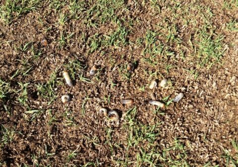 How To Control Turf Pests - The Lawn Shed