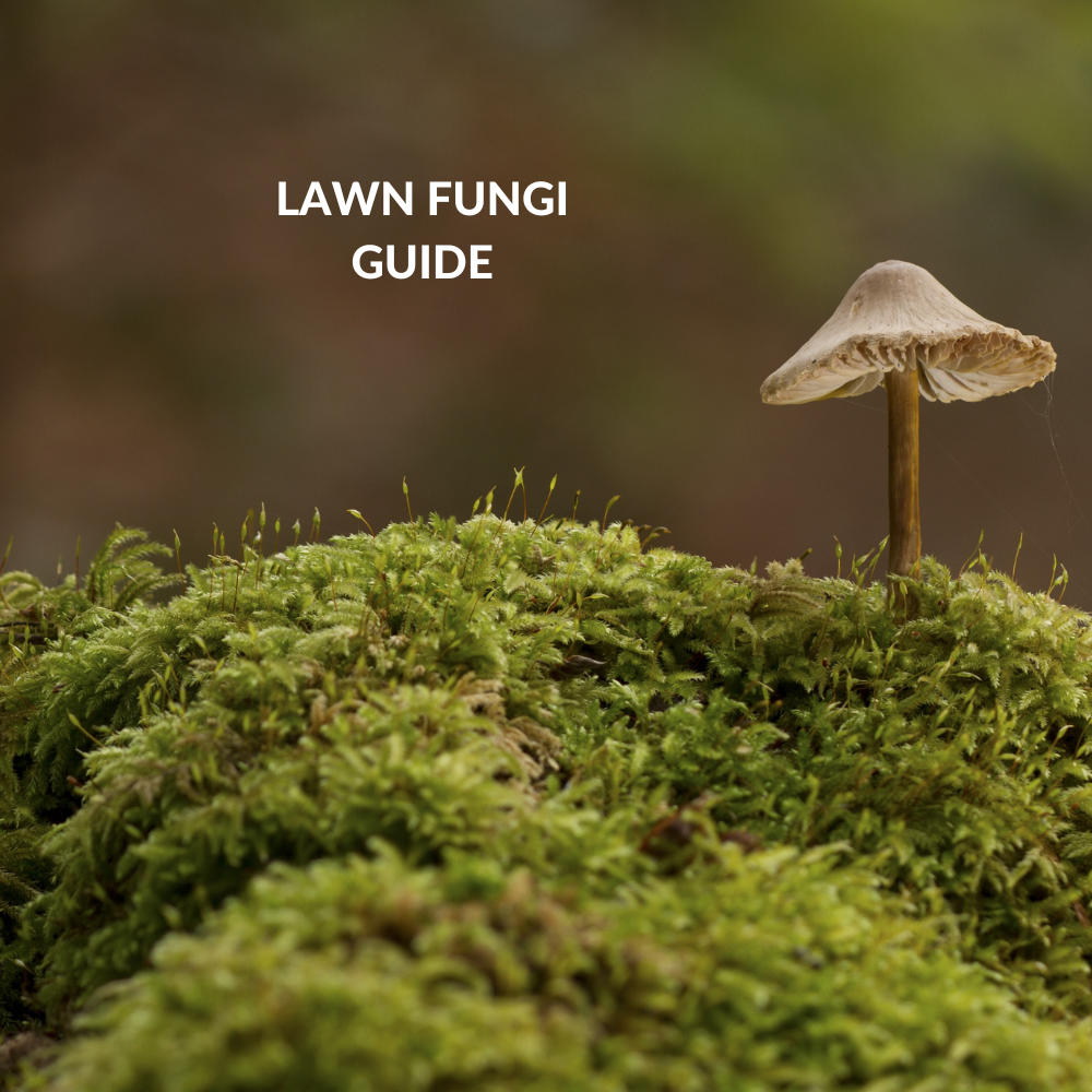 Lawn Guides The Lawn Shed
