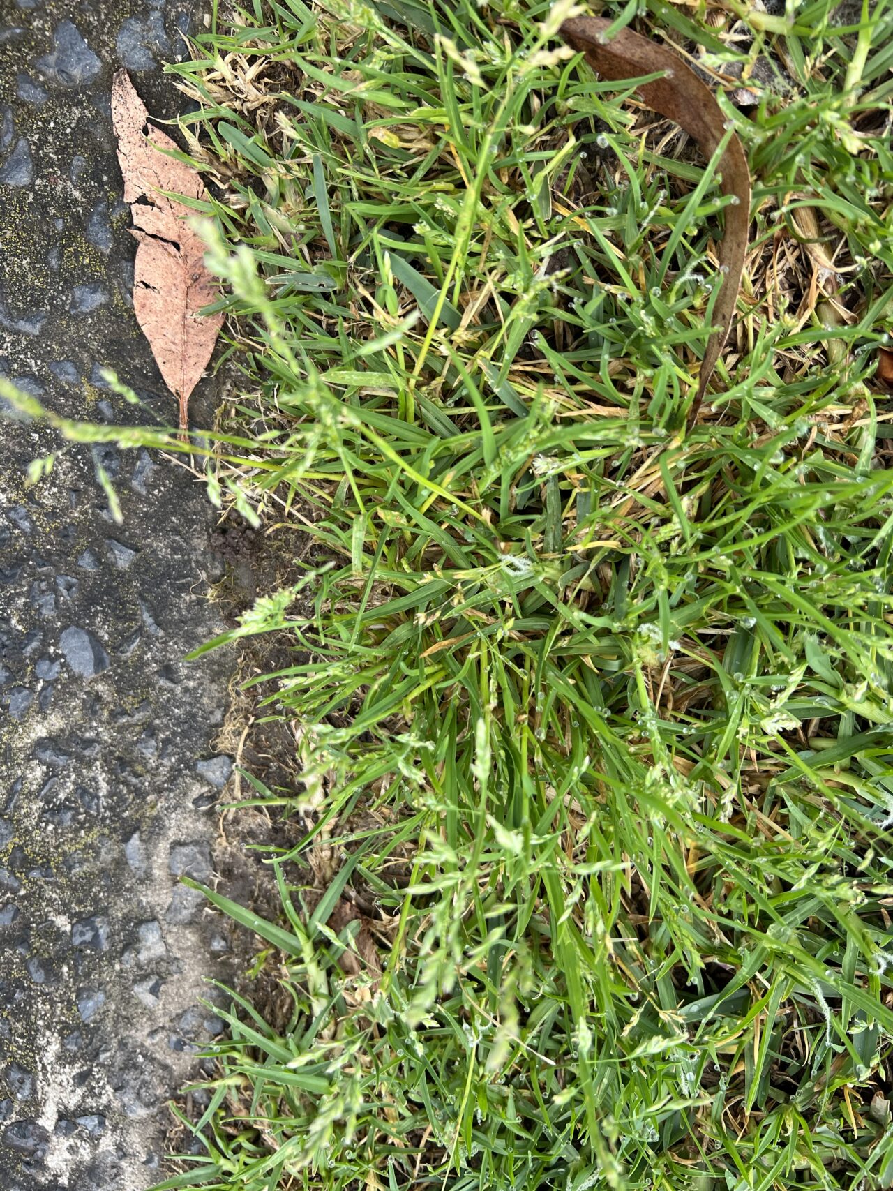 Wintergrass, Say Goodbye For Good - The Lawn Shed