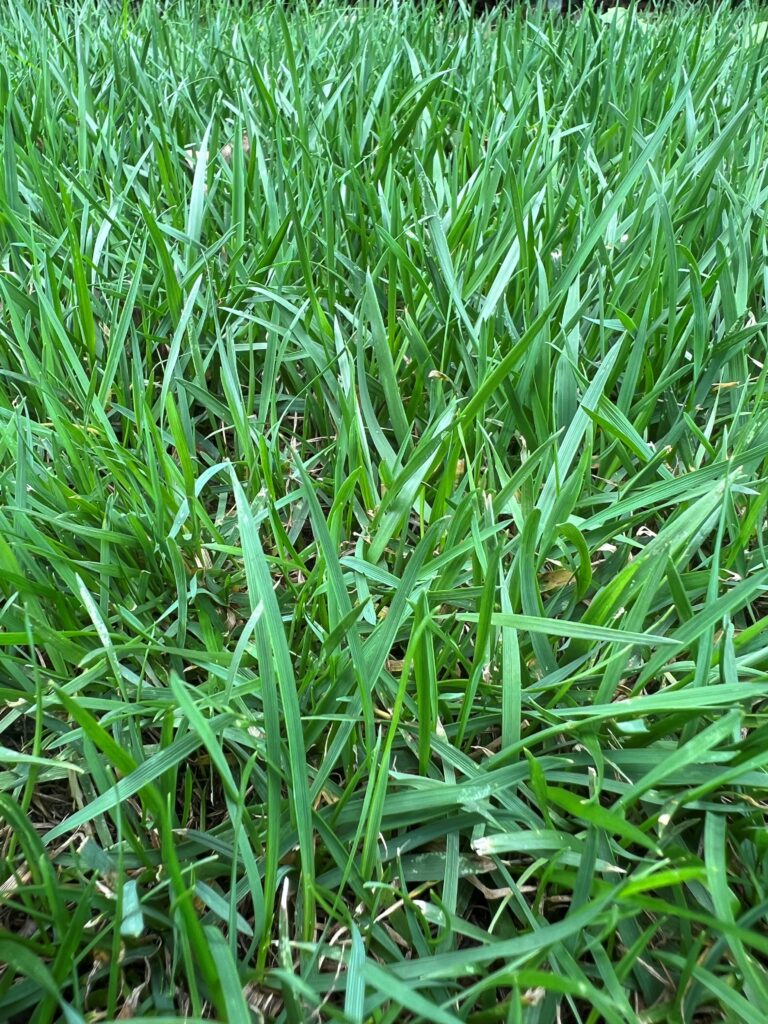 Cool Season Grass Lawn Care Guide - The Lawn Shed