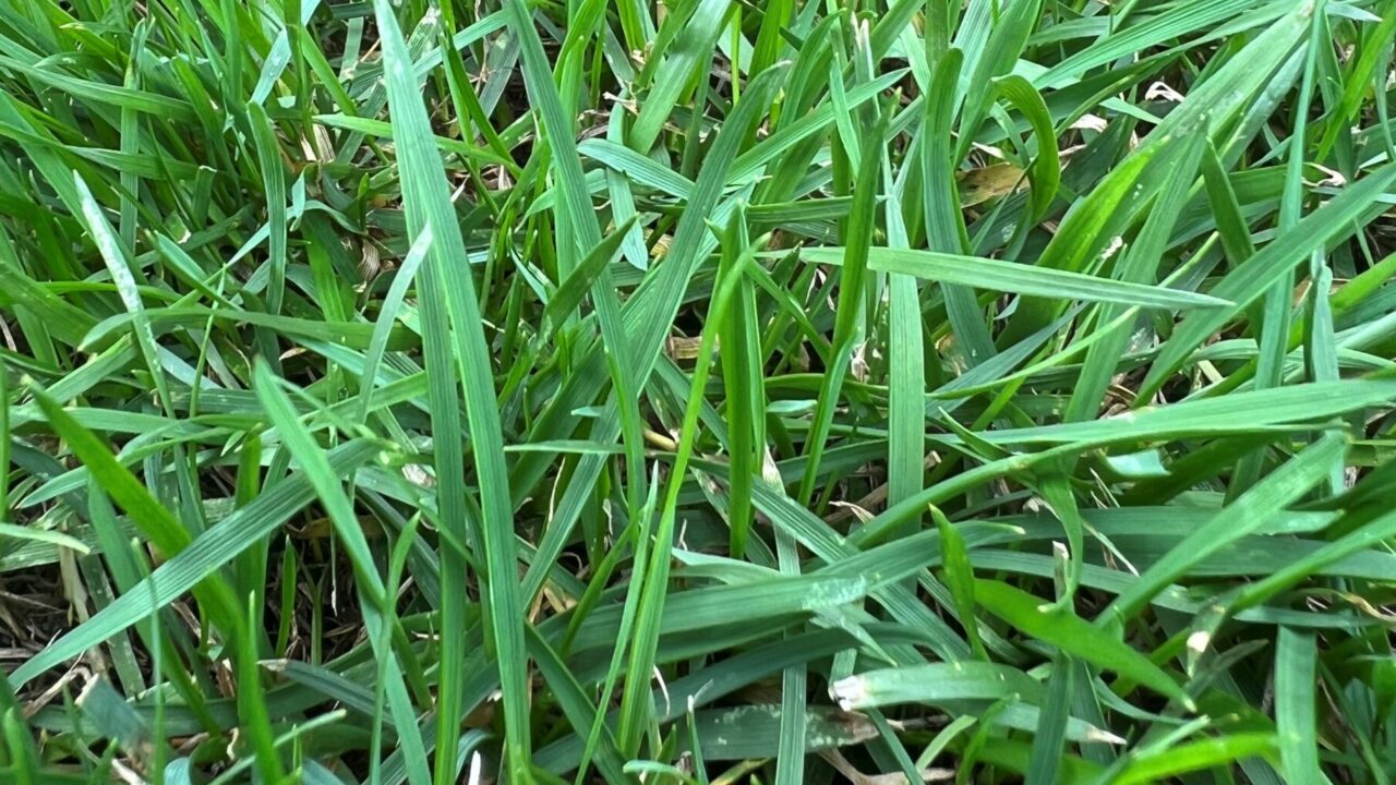 Cool Season Grass Lawn Care Guide - The Lawn Shed