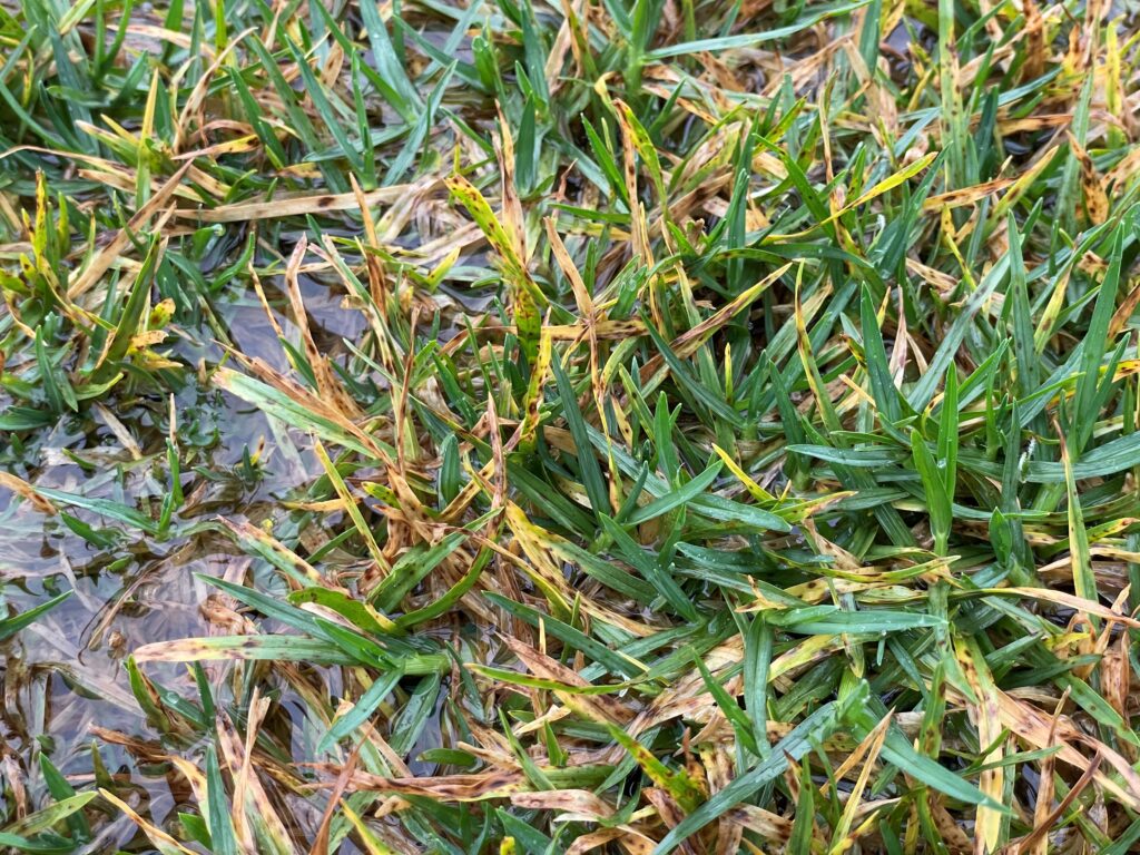 Dealing With The 5 Most Common Leaf Spot Diseases In Your Lawn - The ...
