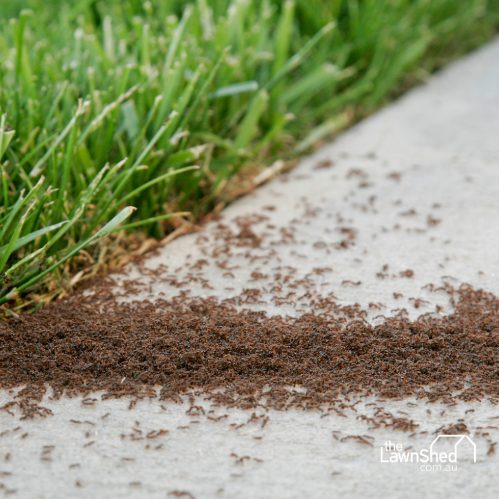 How To Kill Ants: The Ultimate Guide To Ant-Free Lawns - The Lawn Shed